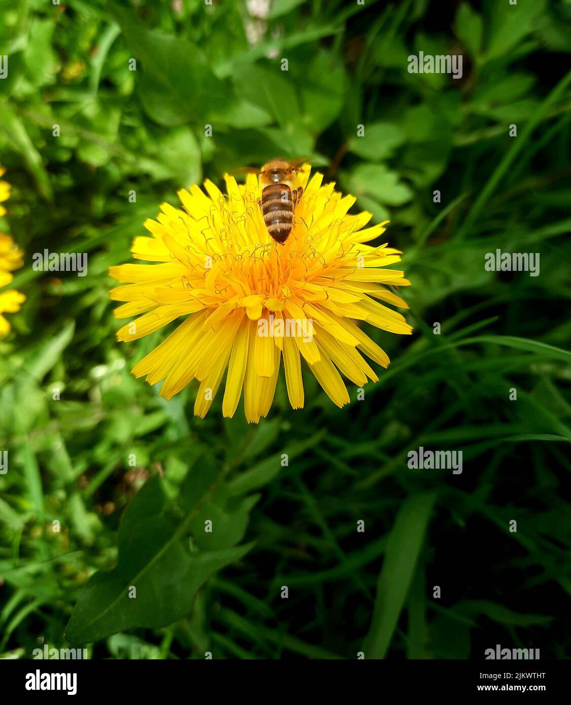 Dandelion and bee on first Spring da Stock Photo - Alamy