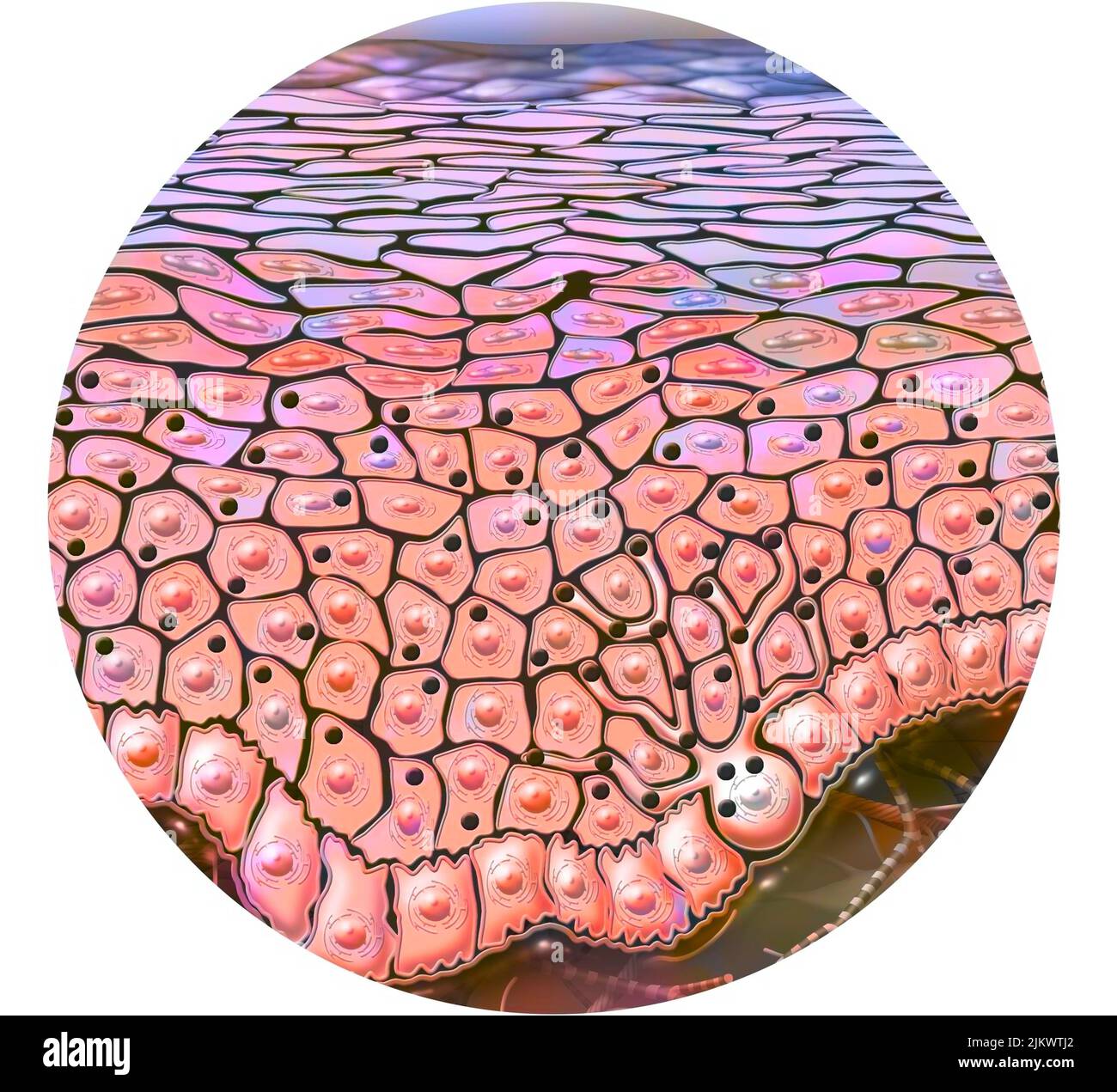 Human skin cells hi-res stock photography and images - Alamy