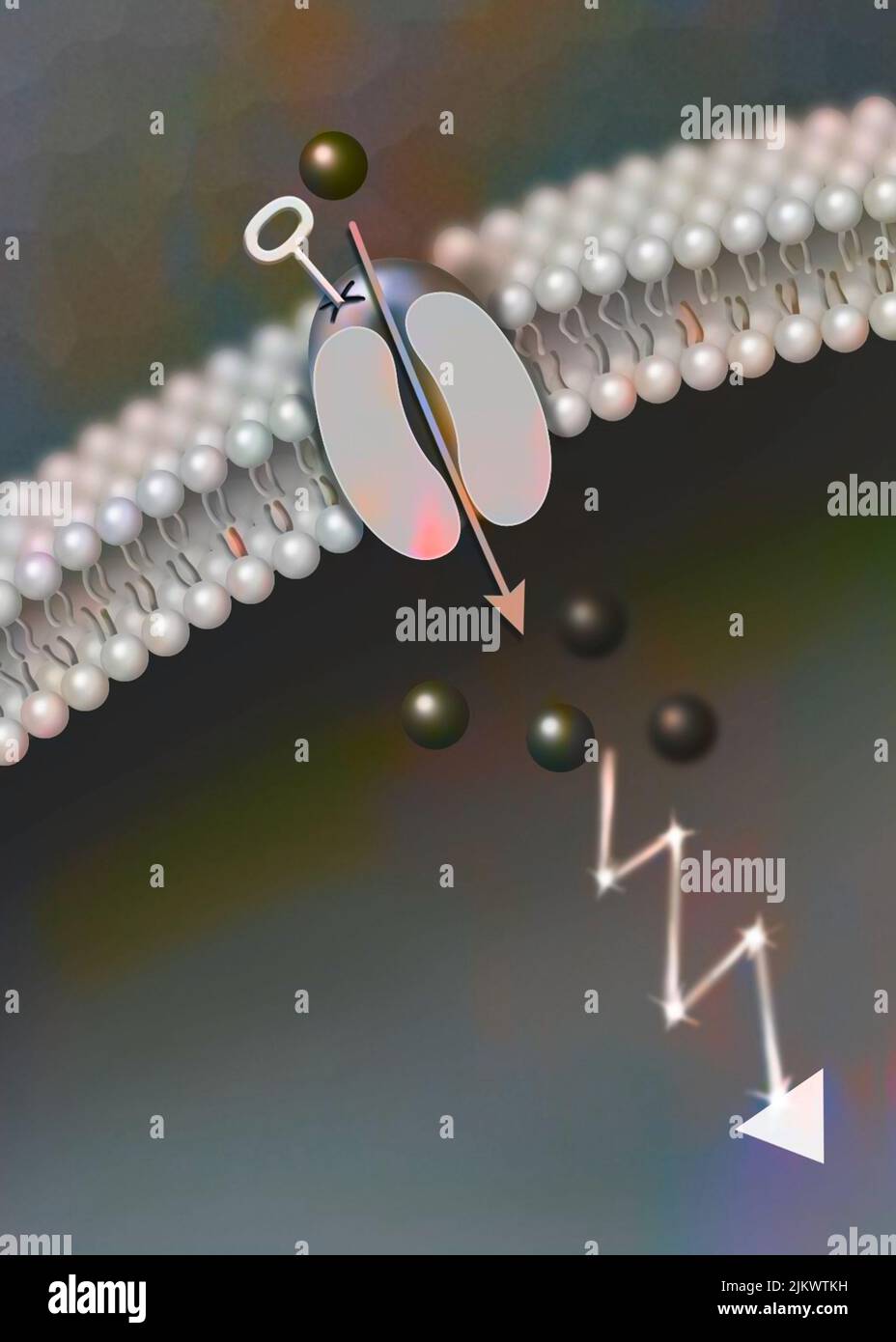 Ion Channel Animation