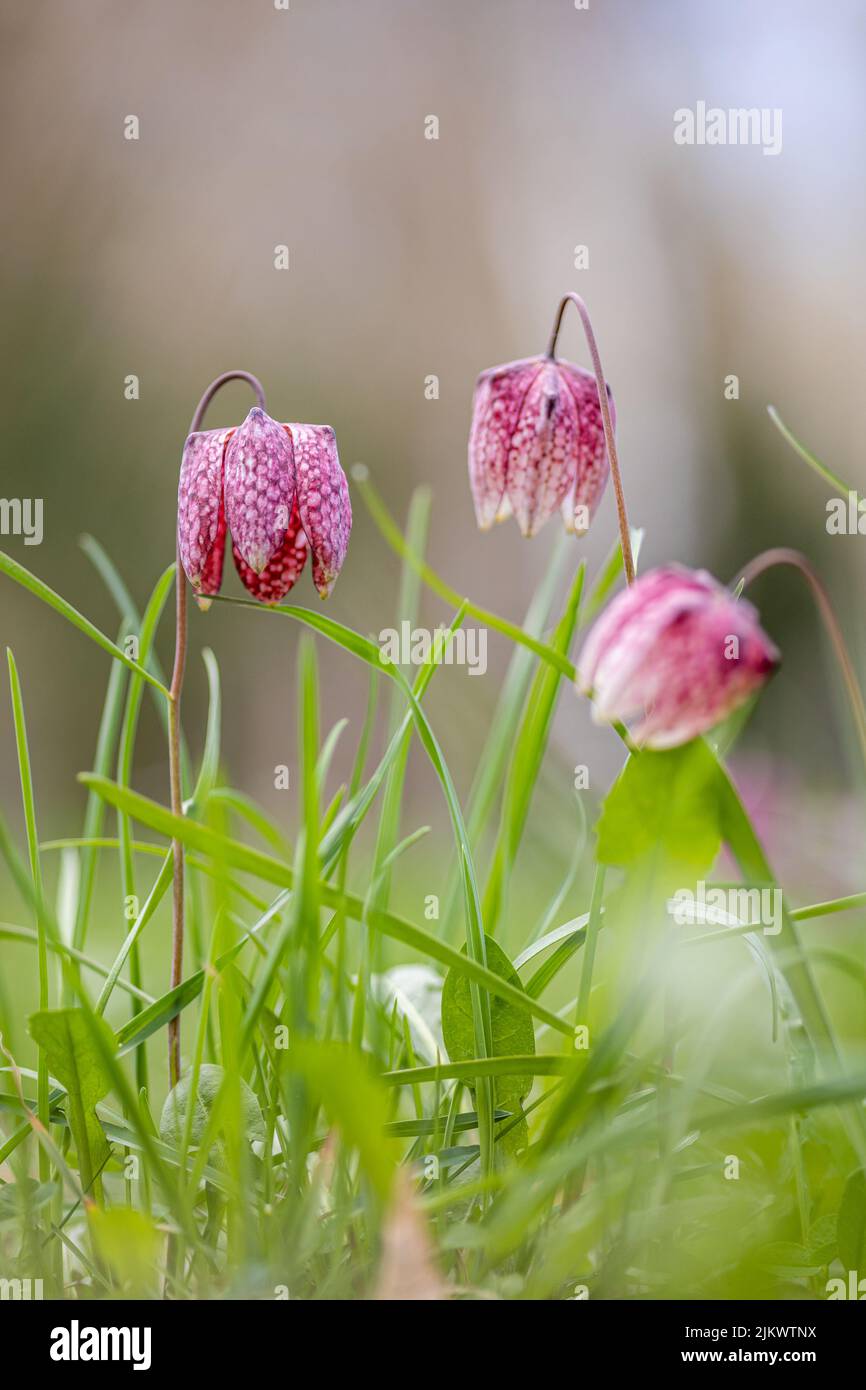 Snakes on meadow hi-res stock photography and images - Alamy