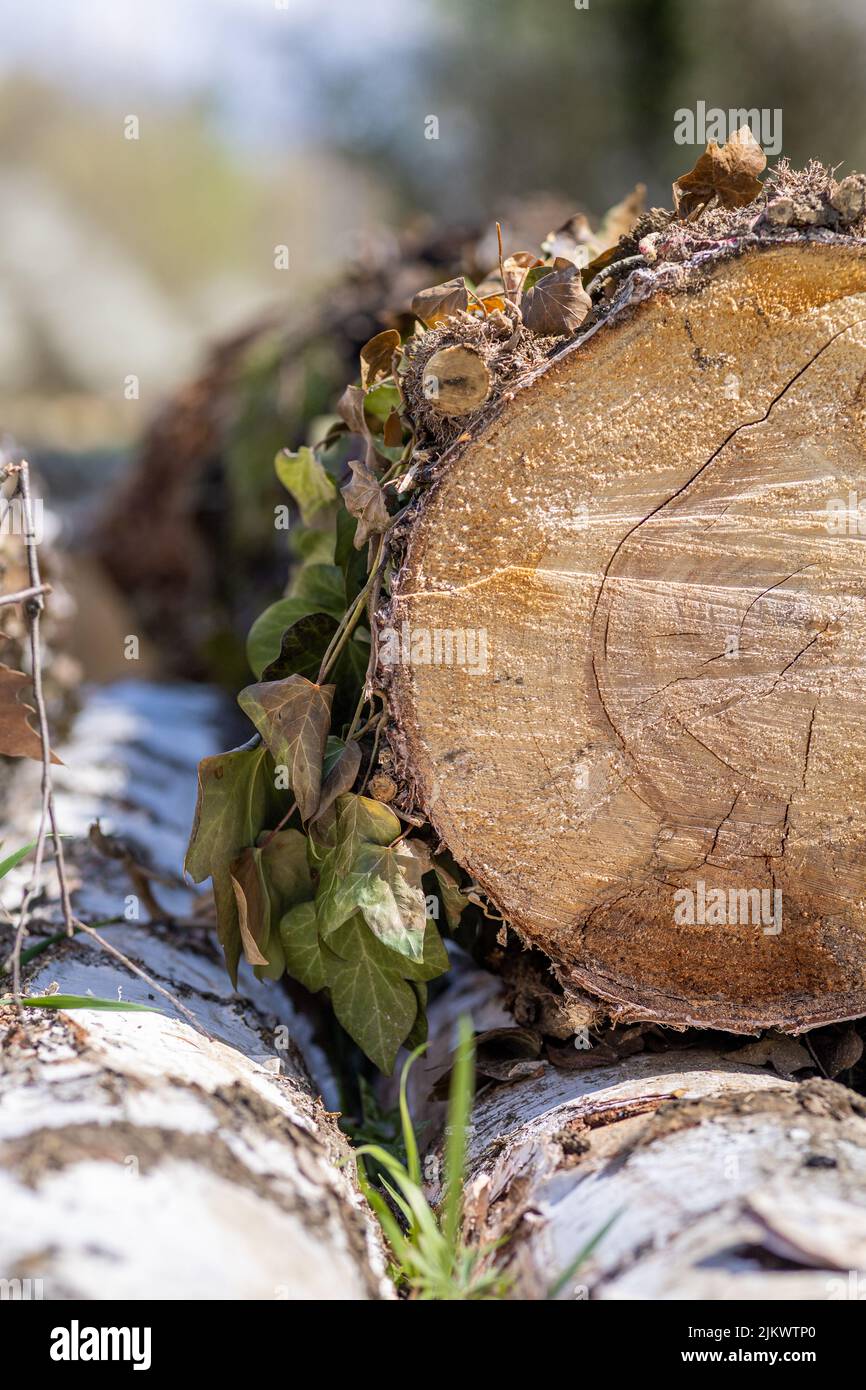 Vertical log pile hi-res stock photography and images - Alamy