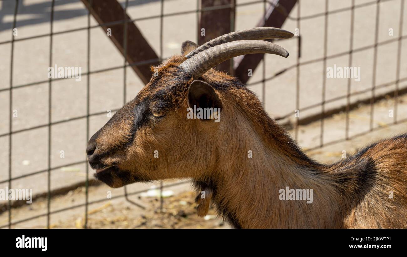 Closeup head shot goat hi-res stock photography and images - Alamy