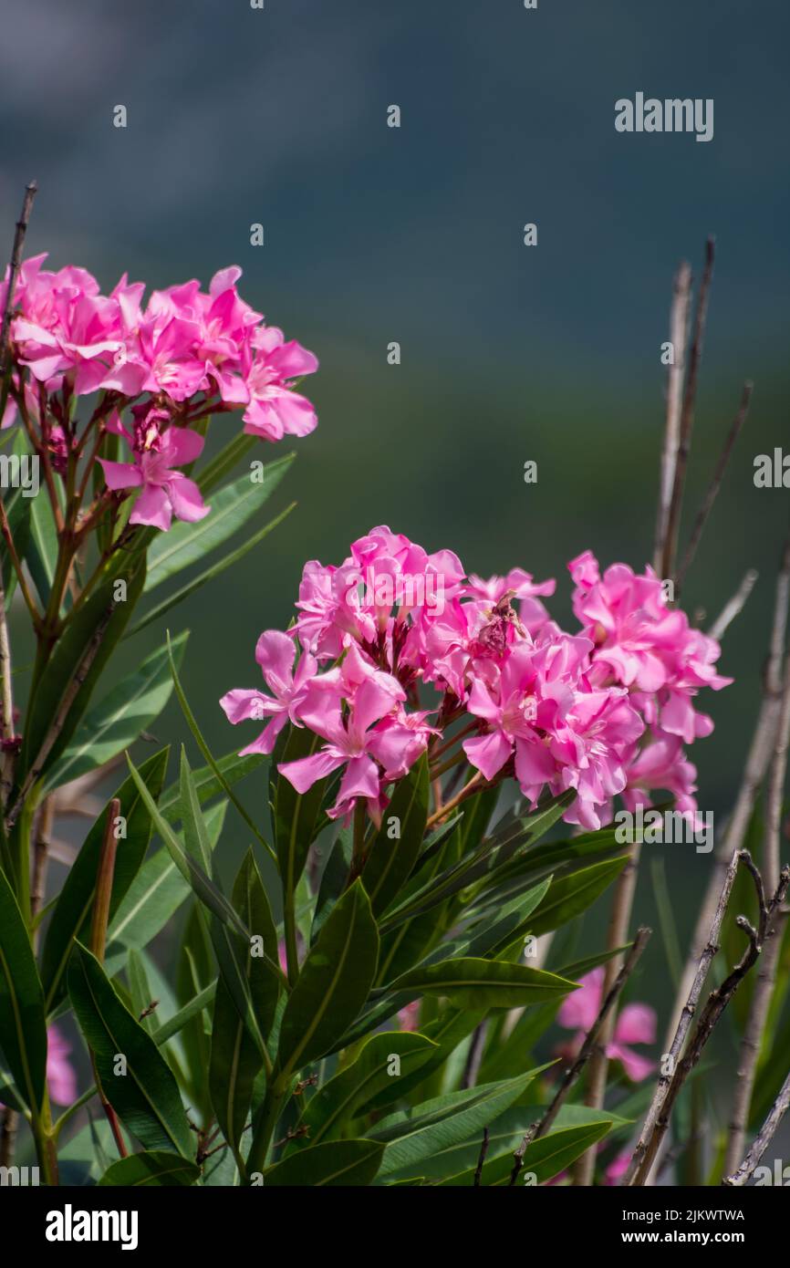 A vertical shot of oleanders on the blurry background Stock Photo - Alamy