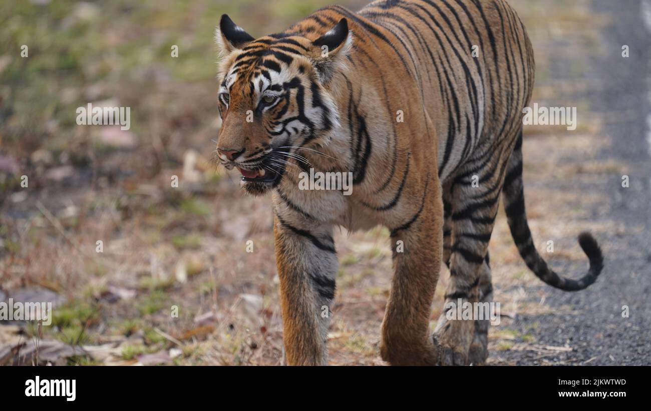 Lion tiger safari pattern hi-res stock photography and images - Alamy