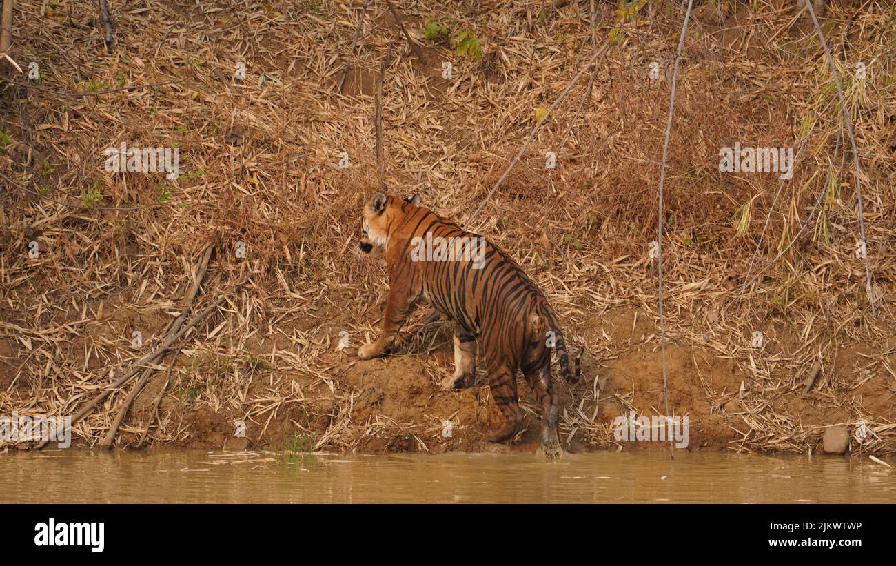 A tiger getting out of a pond Stock Photo - Alamy