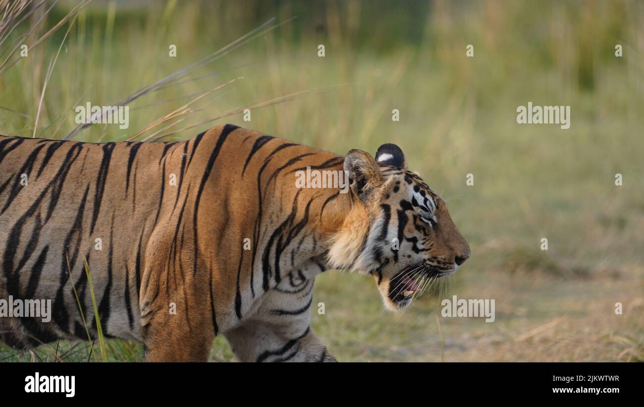 Angry tiger hi-res stock photography and images - Alamy
