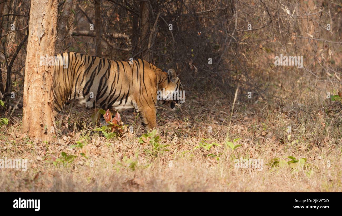 Tiger walking through forest hi-res stock photography and images - Alamy