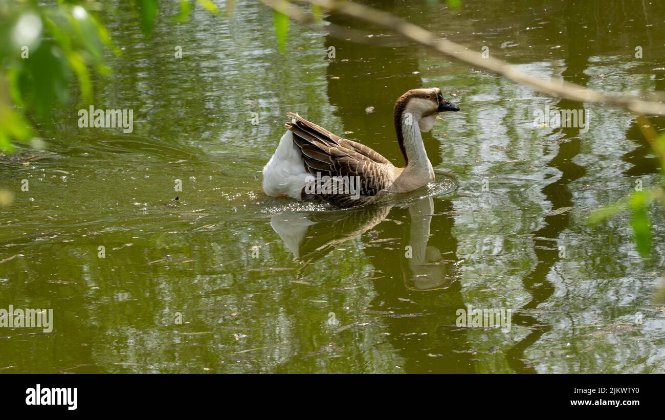 An African Goose floating in a calm lake Stock Photo - Alamy