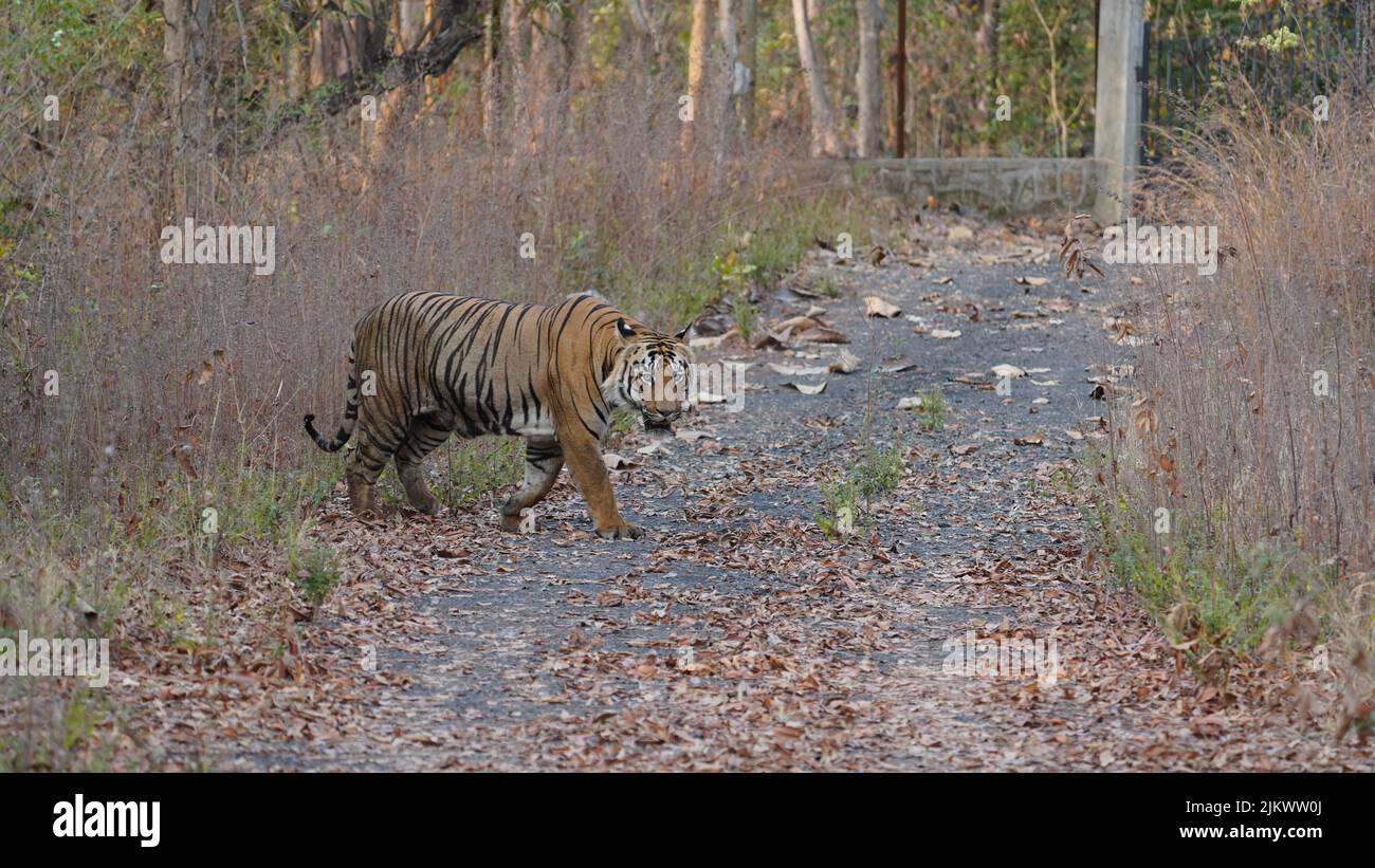 A tiger walking through a road with tall plants surrounding it Stock ...
