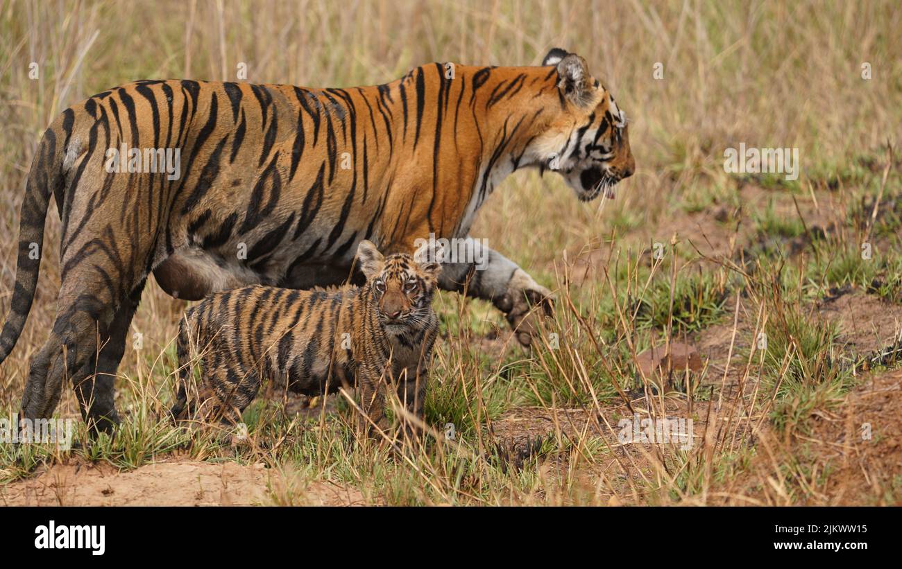 The cubs following their mother tiger in a field Stock Photo - Alamy