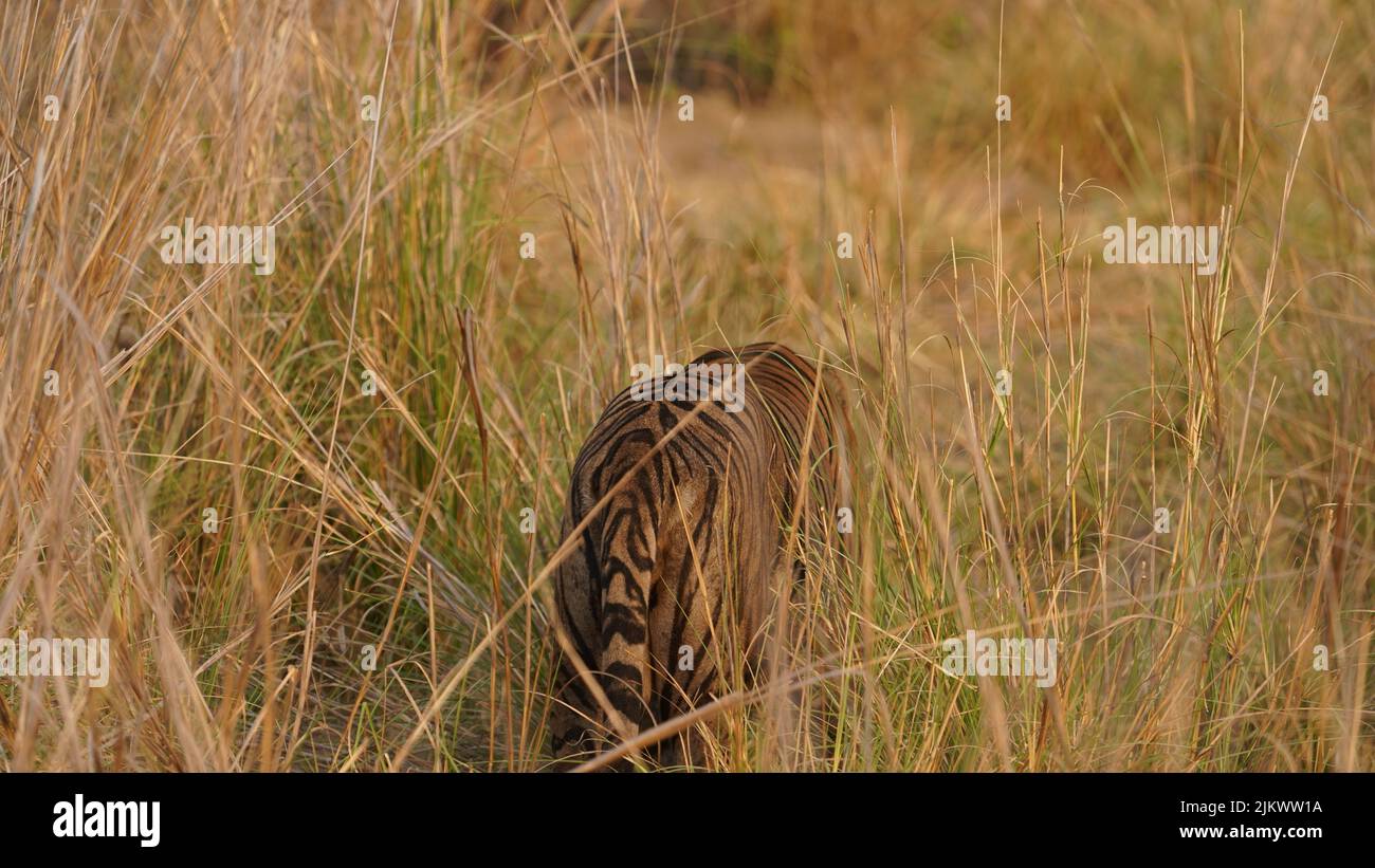 Tiger field hi-res stock photography and images - Alamy