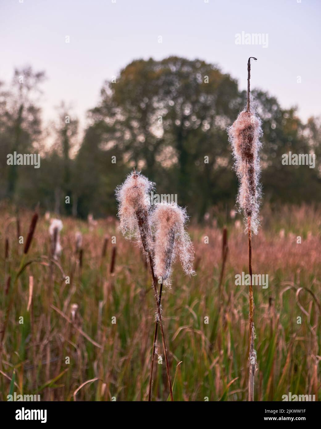 A vertical shot of Typha latifolia growing in the wild field in spring ...