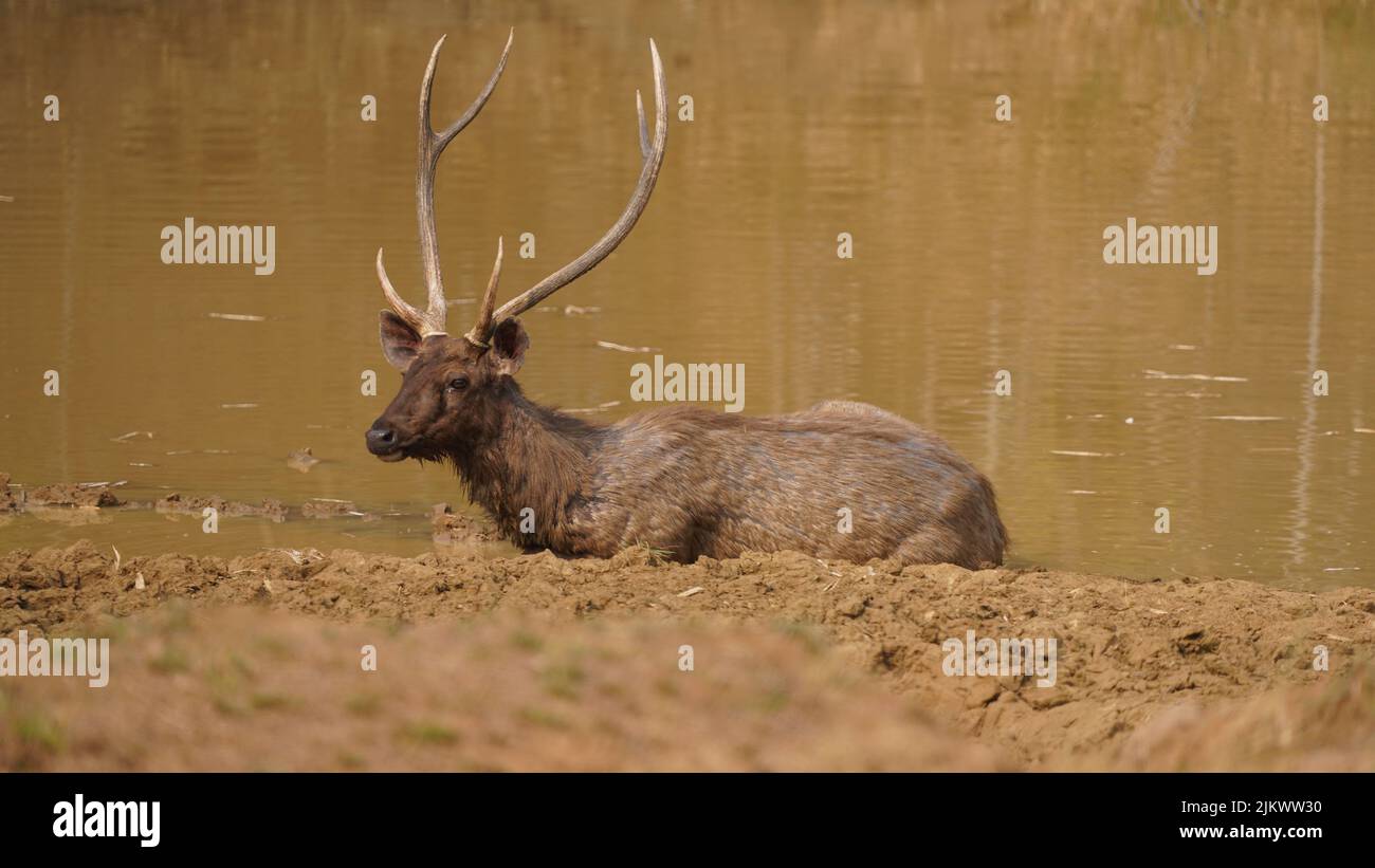 A reindeer laying in a brown pond of water Stock Photo - Alamy