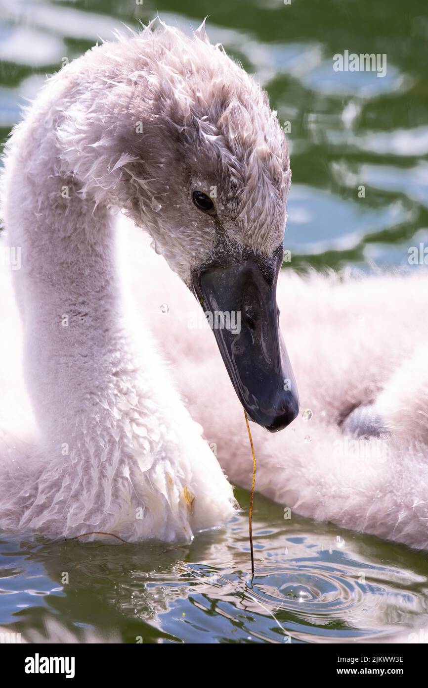 Signet Mute Swan (Cygnus olor) with mother swan reflected in her eye ...