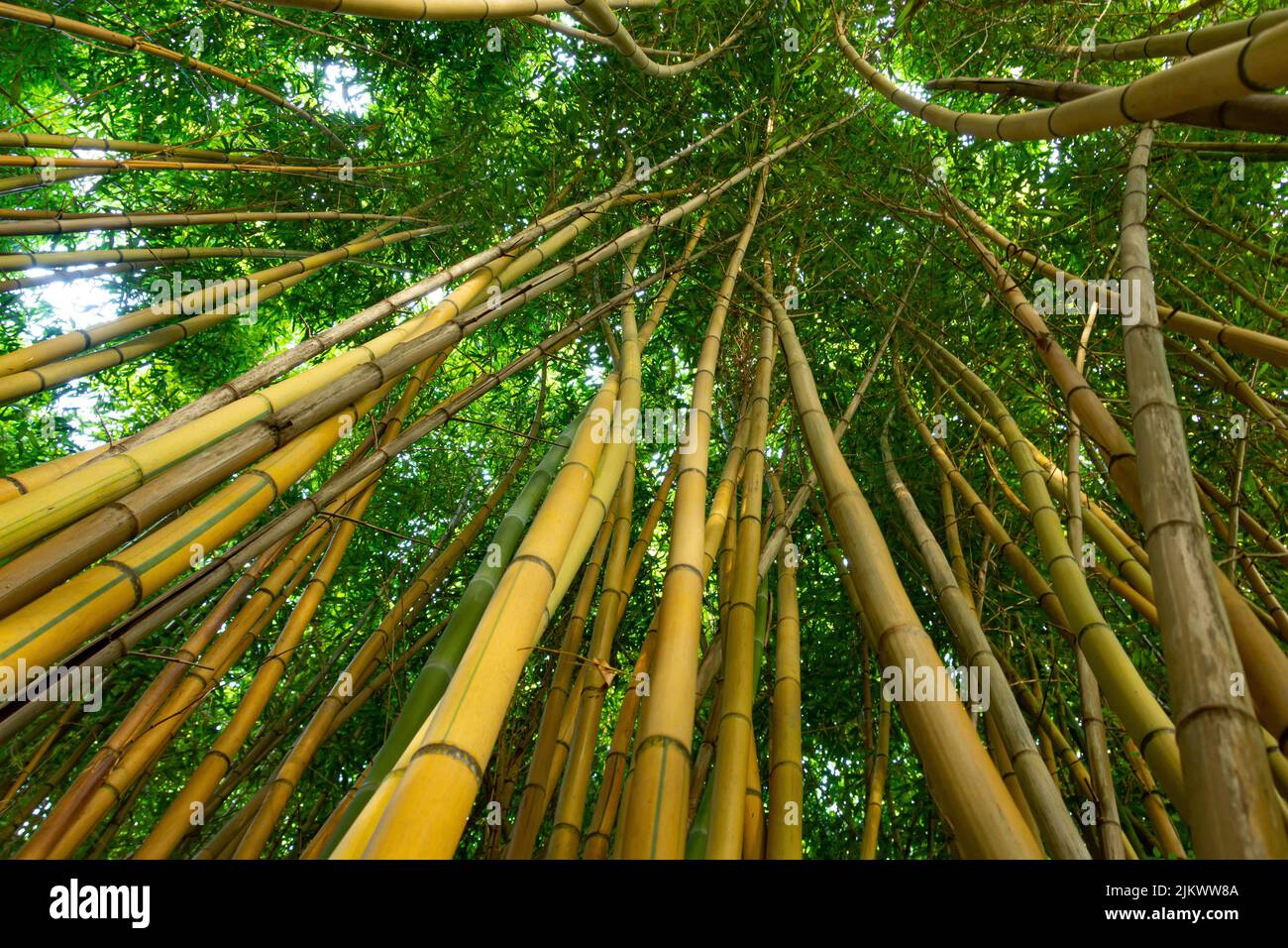 Bamboo green dark dense thickets forest, look at the top, eco texture ...