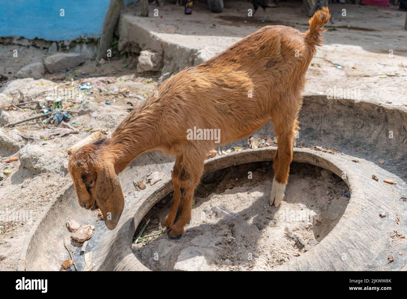 Goat under hi-res stock photography and images - Alamy