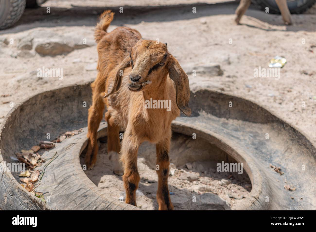 Animals under the sun hi-res stock photography and images - Alamy