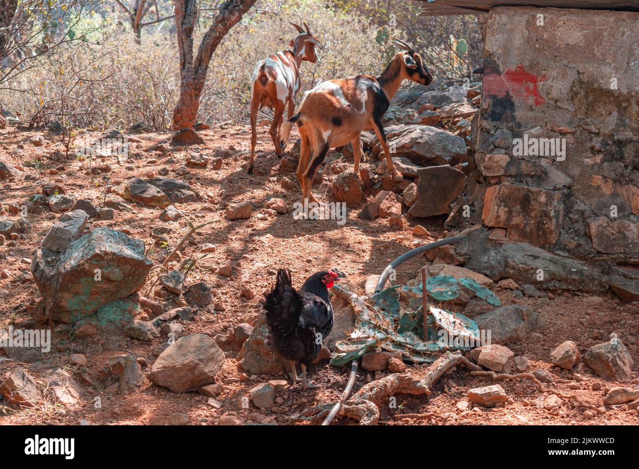 Black hen hi-res stock photography and images - Alamy