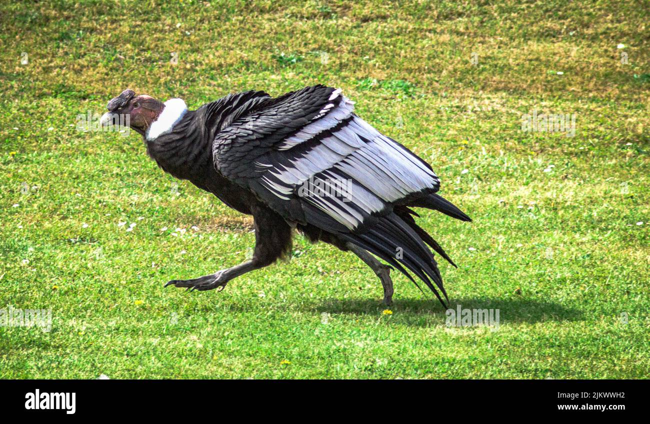 An Andean condor walking on the ground Stock Photo - Alamy