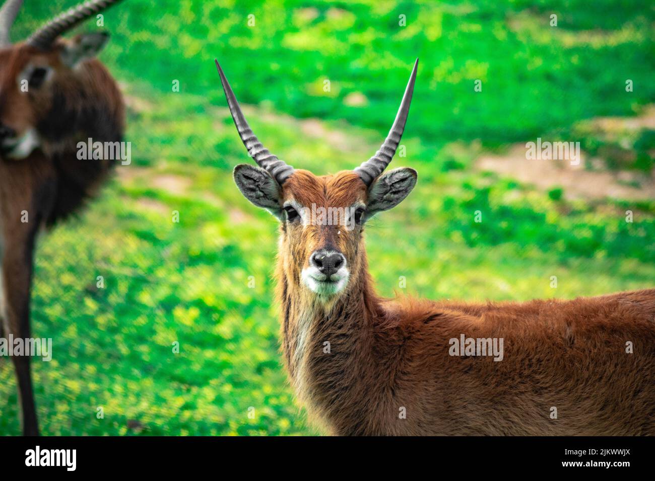 An aquatic antelope or water cobo in a field Stock Photo - Alamy