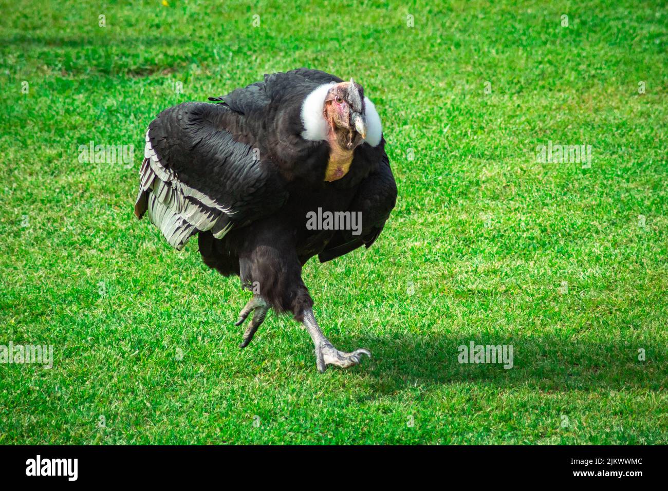 Andean condor walking on the ground Stock Photo - Alamy