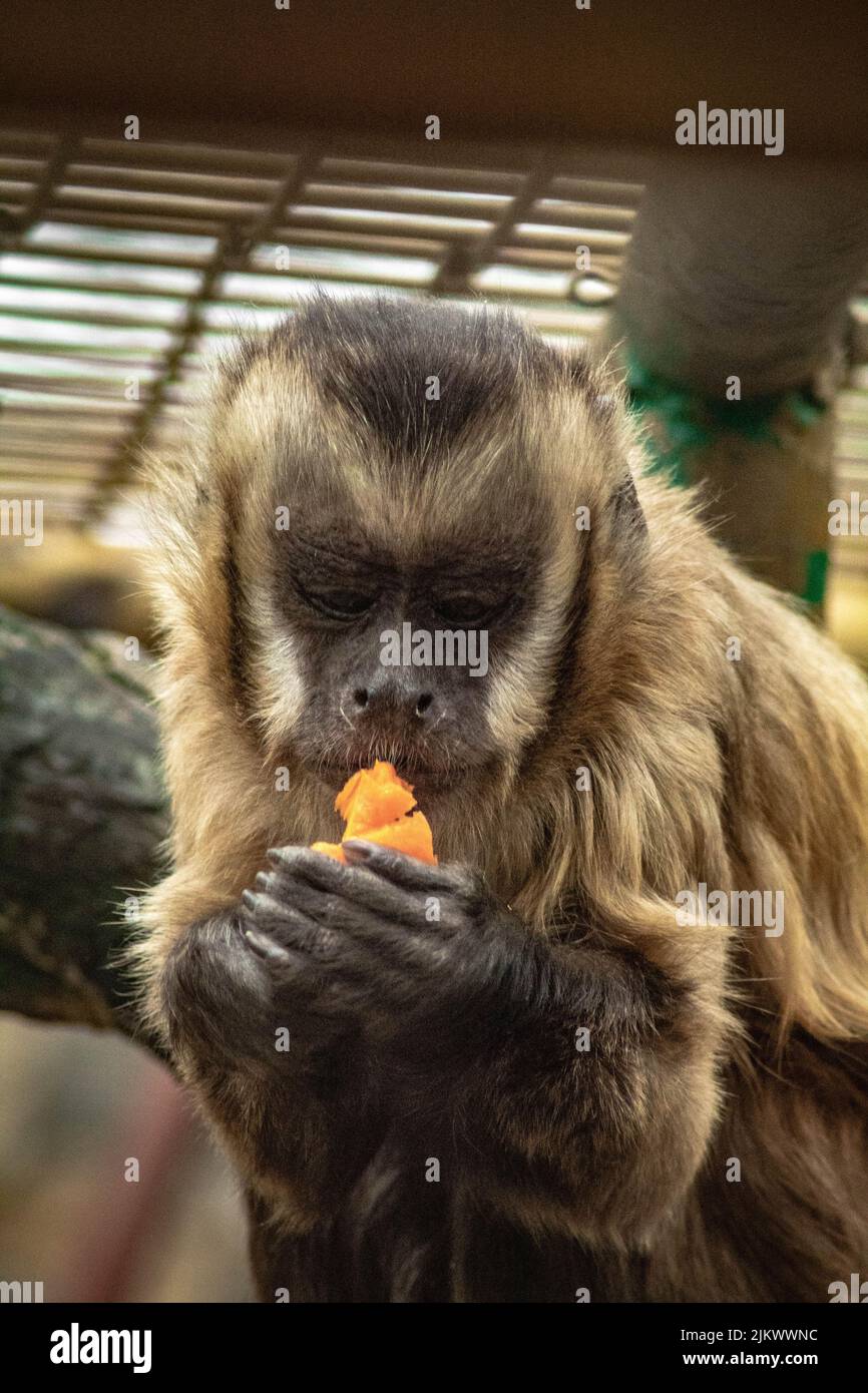 A capuchin monkey eating an orange Stock Photo - Alamy