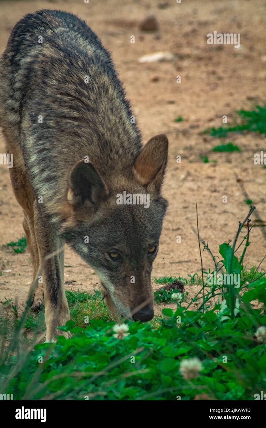 A vertical shot of a wolf in the zoo Stock Photo - Alamy