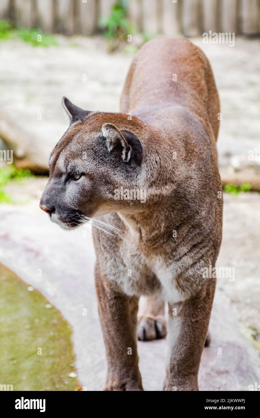 Young puma hi-res stock photography and images - Alamy