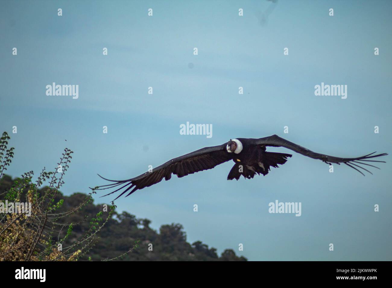 Andean condor (bird species) hi-res stock photography and images - Alamy