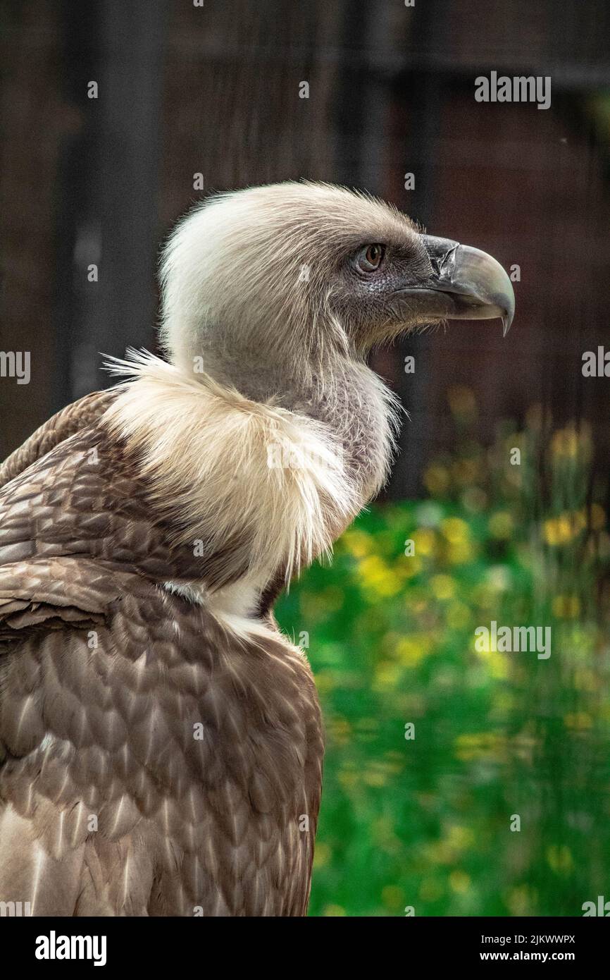 Griffon in nature hi-res stock photography and images - Alamy