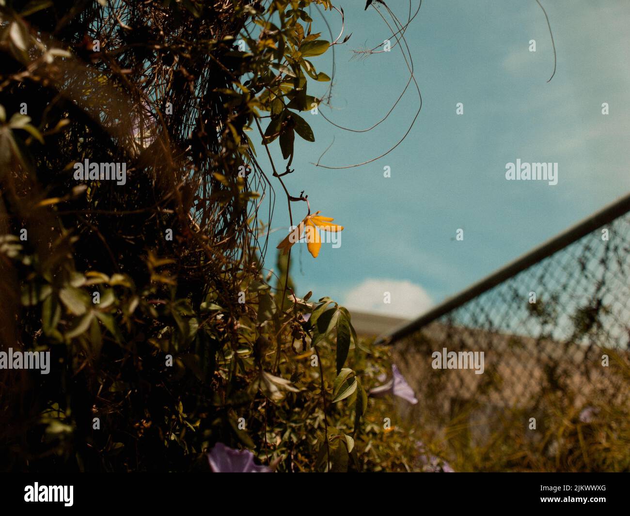 A beautiful shot of flowers with green leaves blossoming in a garden ...