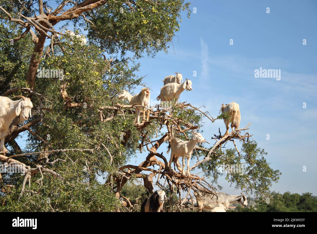 A herd of Moroccan goats on a tree against blue sky in Morocco Stock ...