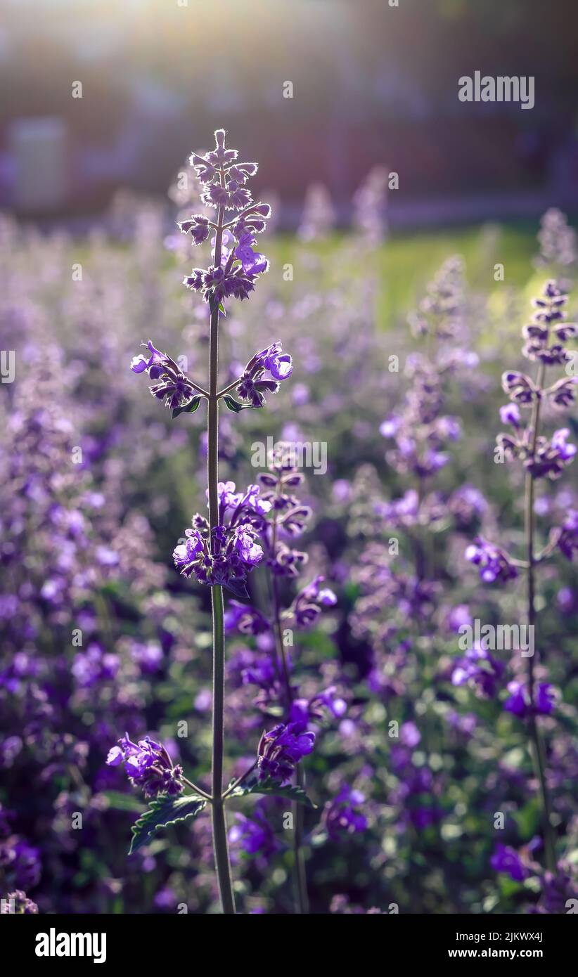 Purple catnip on a blurred background in Poland Stock Photo - Alamy