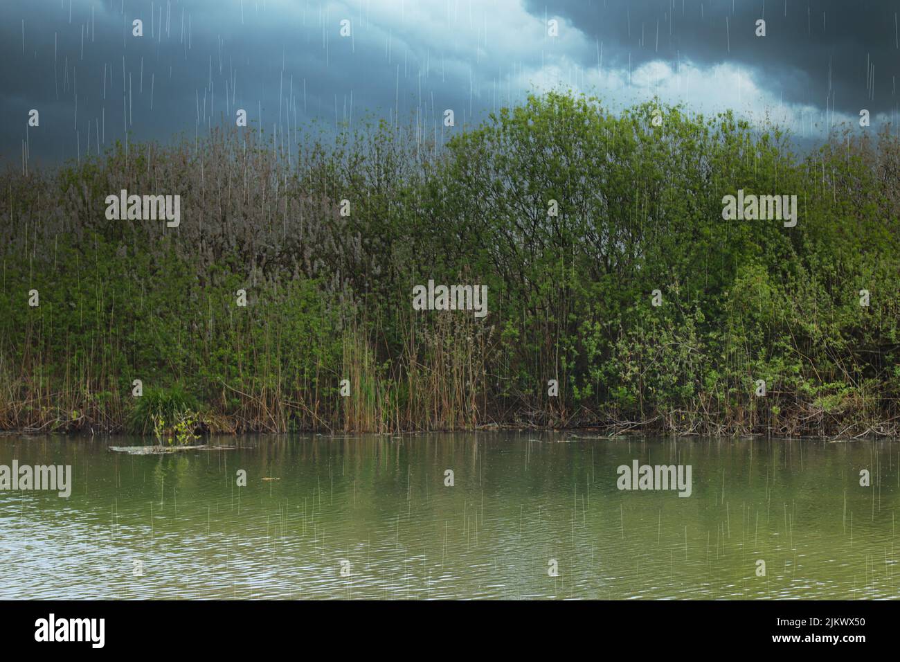 swamp with water and cloudy sky with rain Stock Photo - Alamy