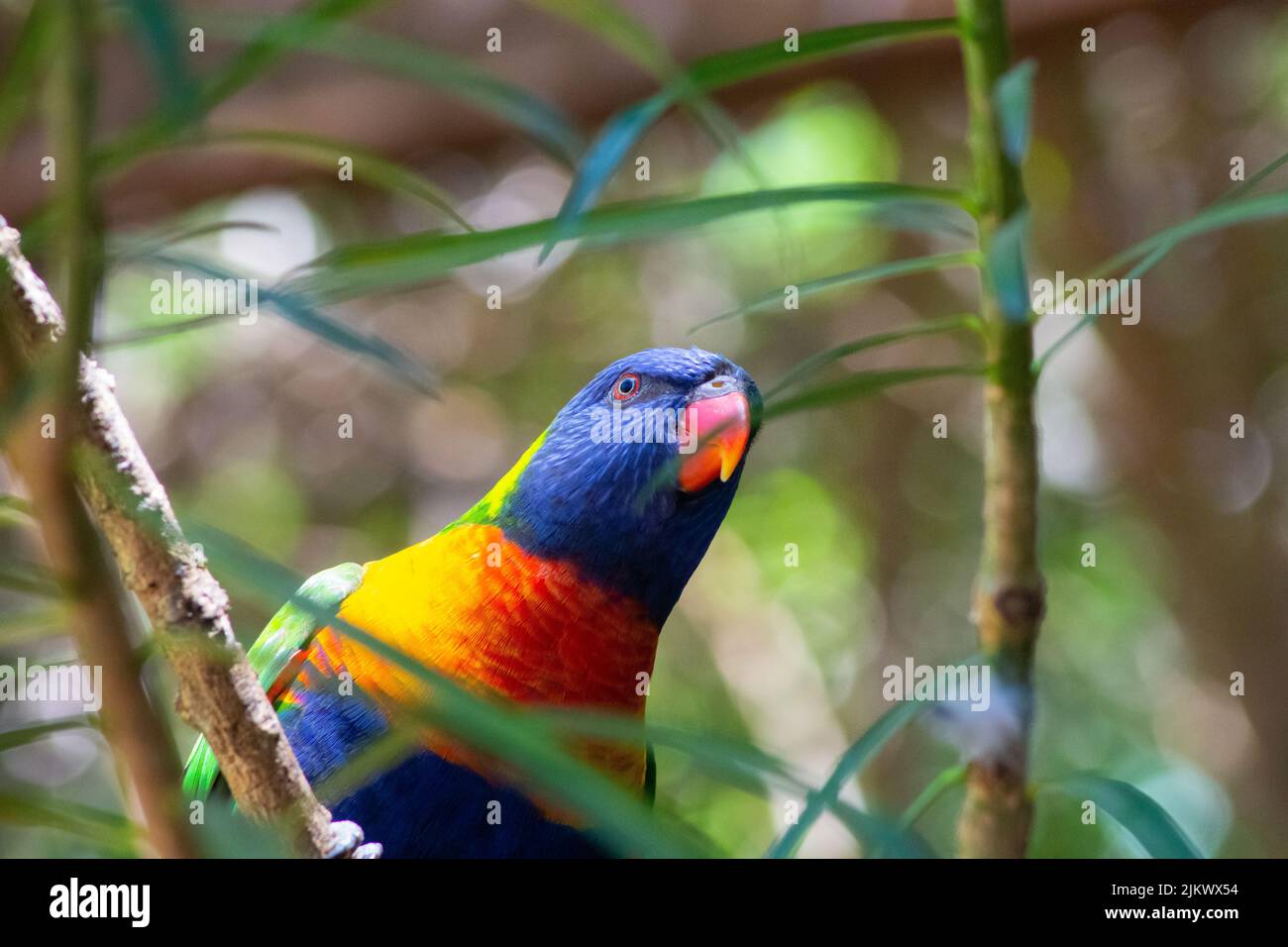 A closeup shot of a macaw bird perched on a tree branch Stock Photo - Alamy