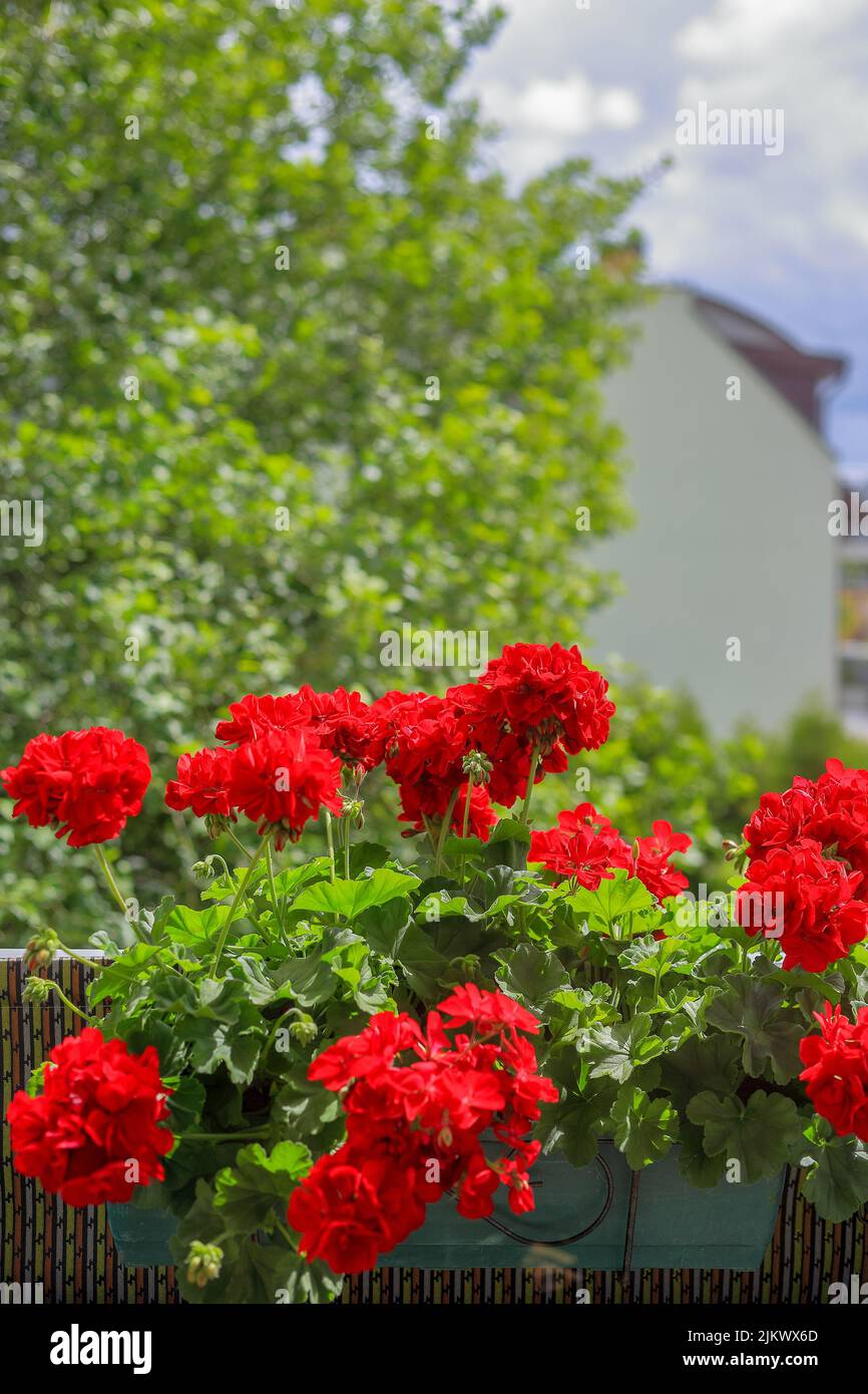 Planter with red geraniums hi-res stock photography and images - Alamy