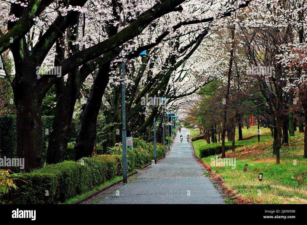 A beautiful shot of cherry blossom in Ueno Temple in Japan Stock Photo ...