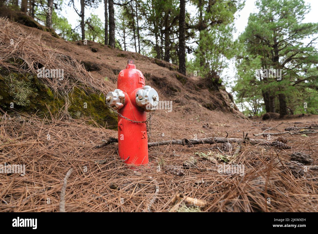 Red water hydrant in a forest, wildfire fighting equipment, coniferous ...