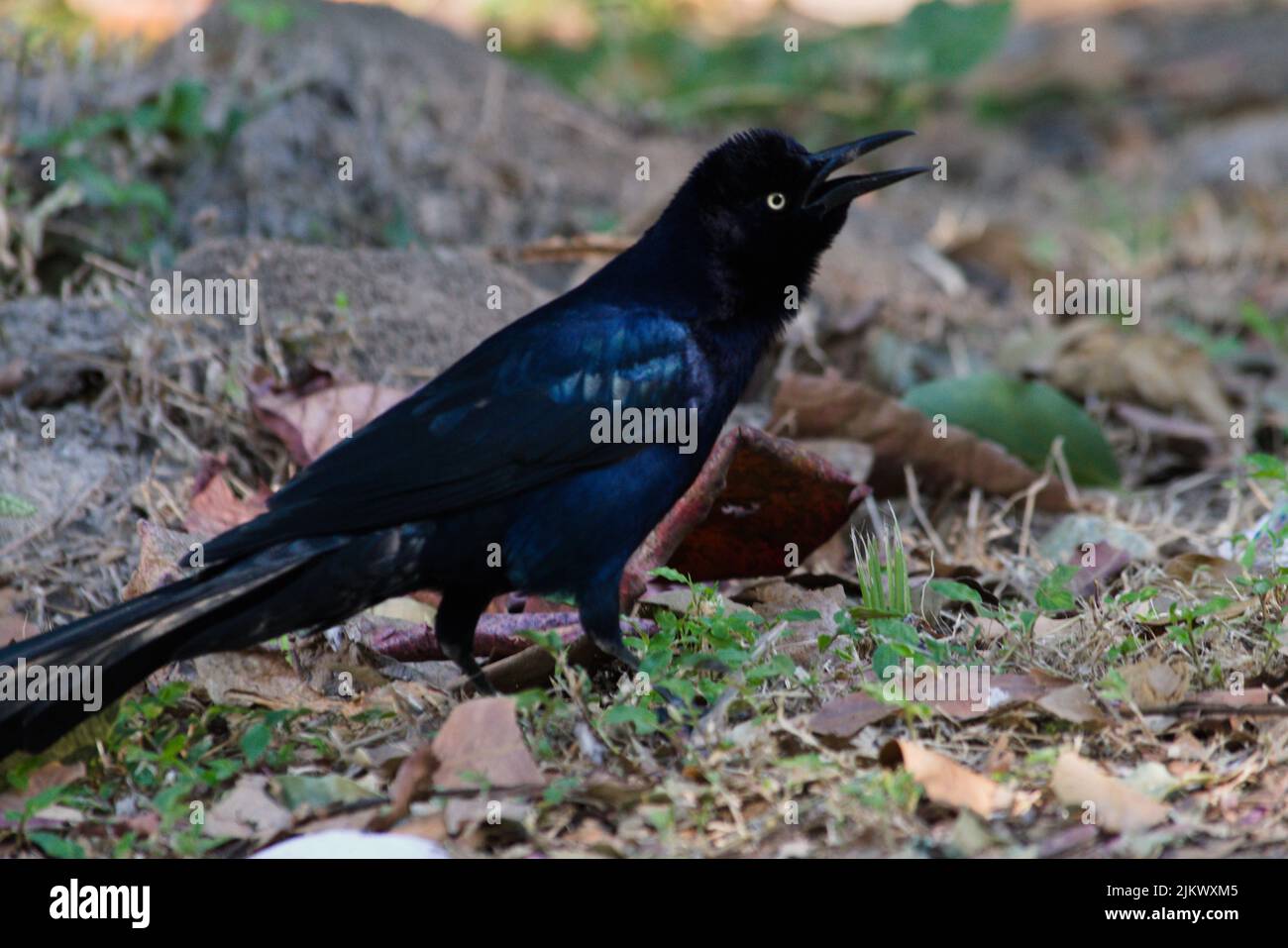 A closeup of a male great-tailed grackle or Mexican grackle. Quiscalus ...