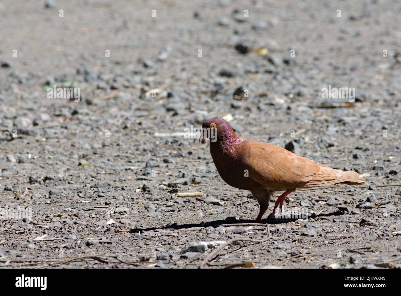 A closeup of a brown pigeon walking on the ground Stock Photo - Alamy