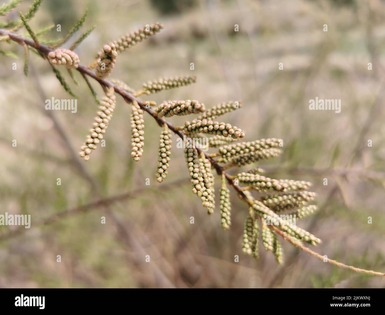 A closeup of comber plant on a long stem against a blurry background of ...