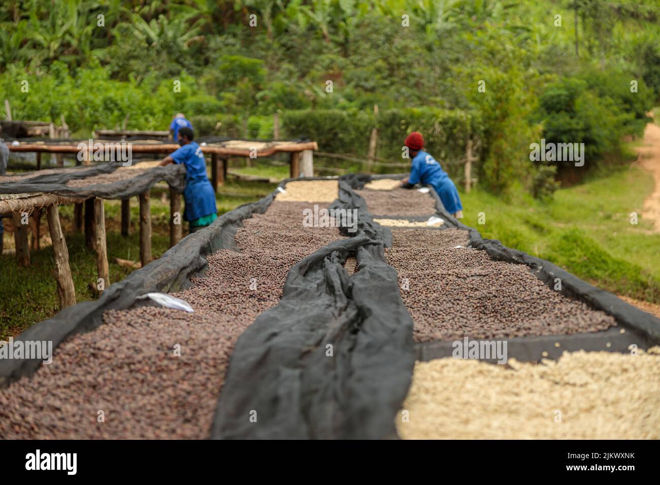 Workers mixing fresh coffee beans at washing station Stock Photo - Alamy