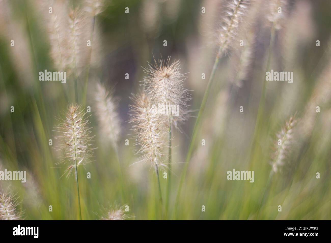 Fountain grasses hi-res stock photography and images - Alamy