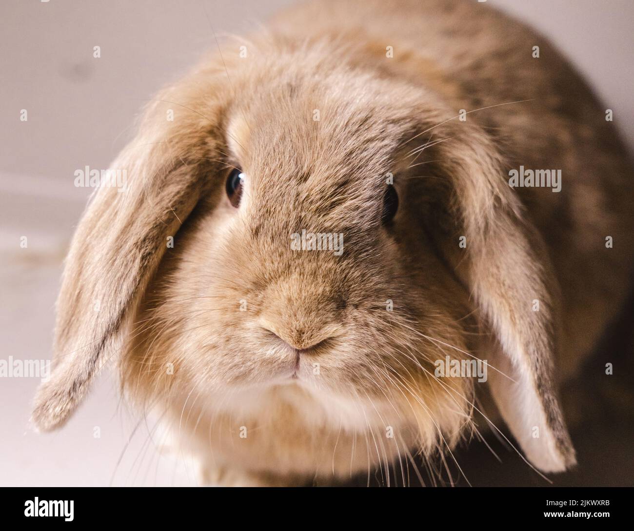 Mixed Mini Rex Minilop