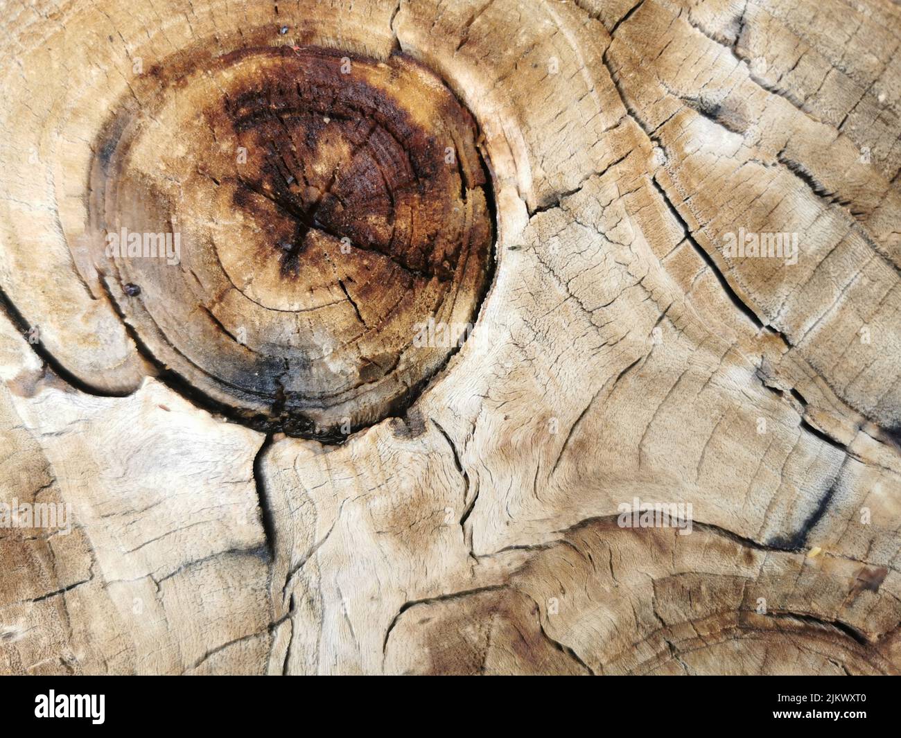 Closeup stump hi-res stock photography and images - Alamy