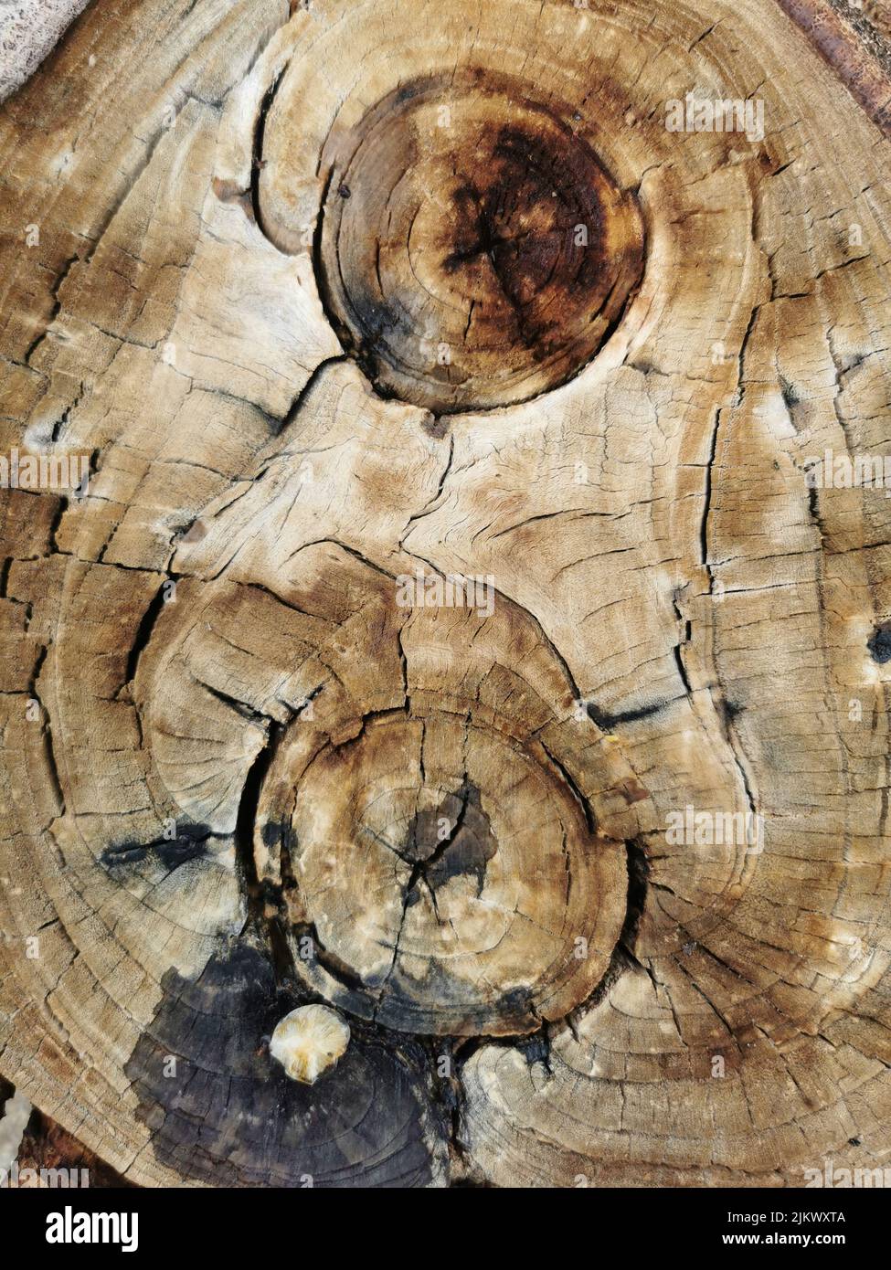 A vertical closeup of a cracked tree stump texture Stock Photo - Alamy