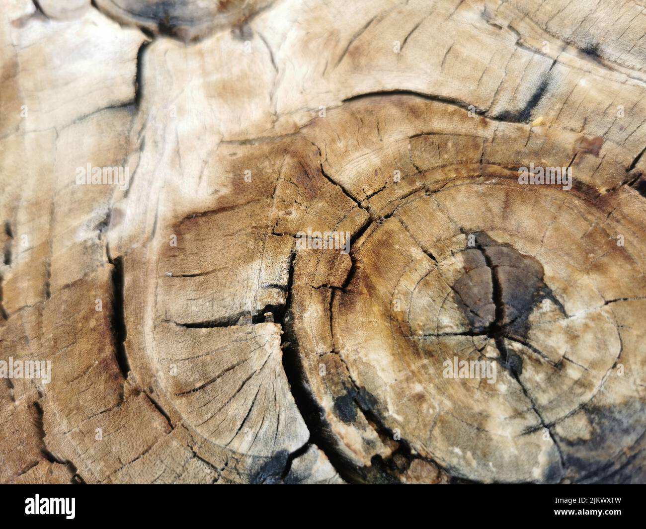 Stump texture hi-res stock photography and images - Alamy