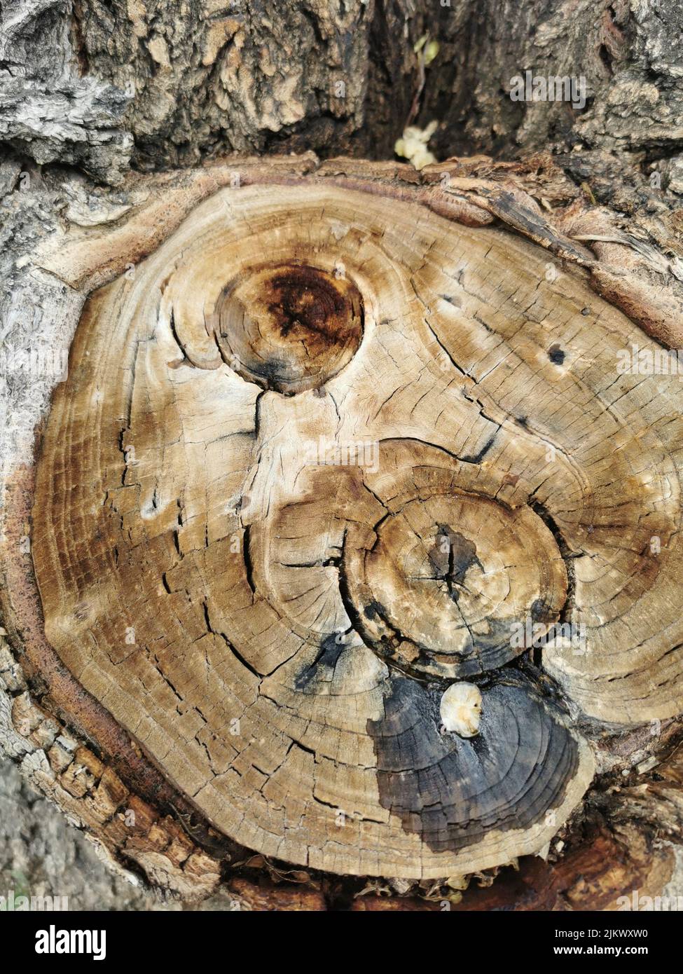 A vertical closeup of a cracked tree stump texture Stock Photo - Alamy