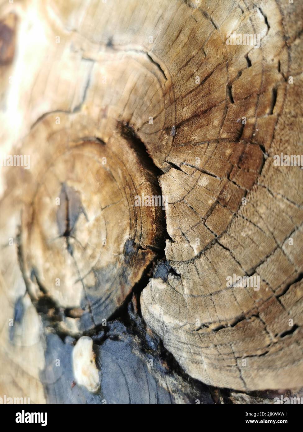 A vertical closeup of a cracked tree stump texture Stock Photo - Alamy