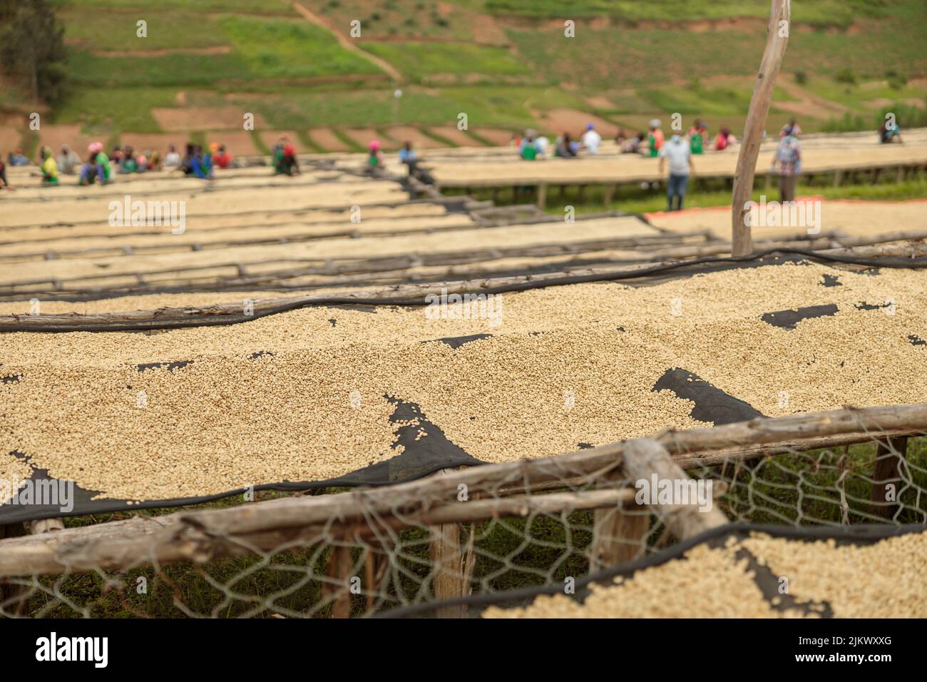 Coffee drying racks hi-res stock photography and images - Alamy